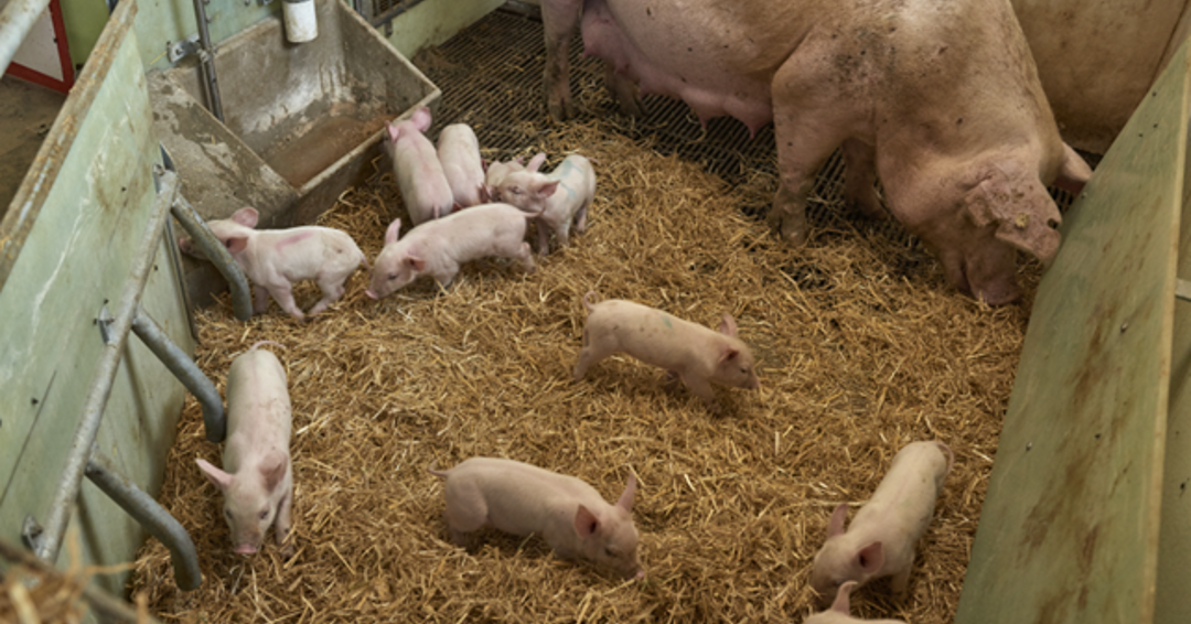 Lösdrift är framtiden för danska suggor