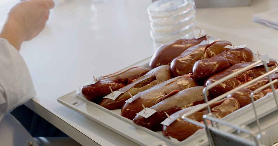 Trikiner – Fakta och information | Branschinfo Kött