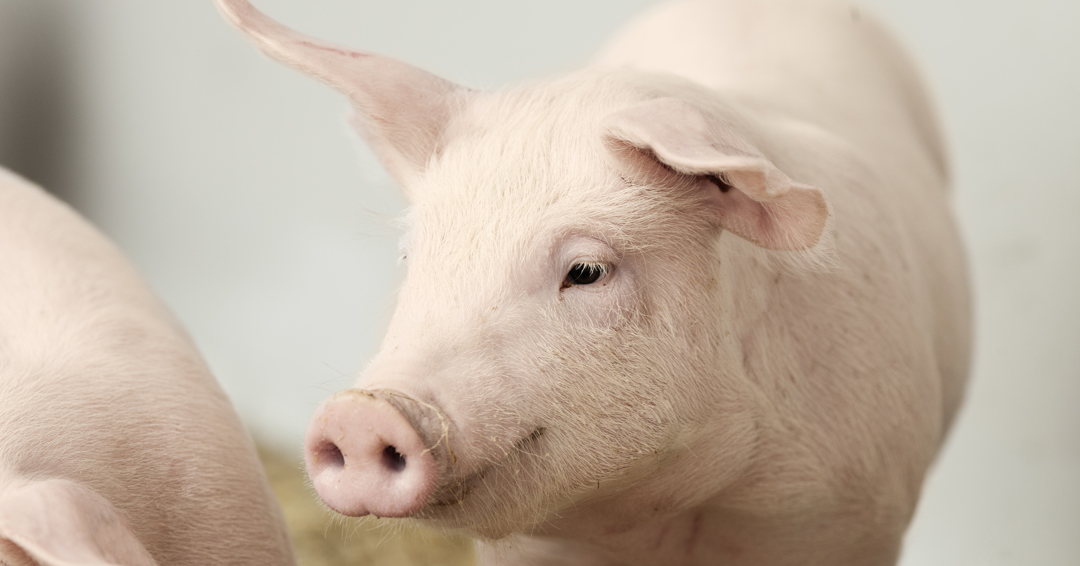 Dansk forskning kan bidra till mer klimatanpassade grisar